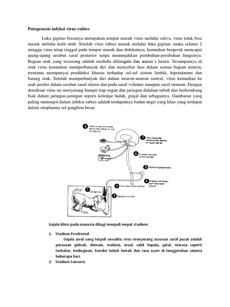 Patogenesis Infeksi Virus Rabies | PDF