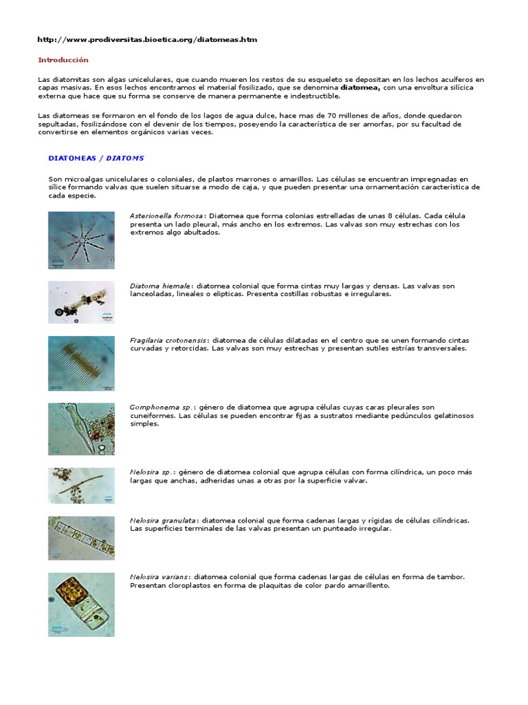 Caracteristicas de Diatomeas y Feofitas | PDF | Algas | Agar