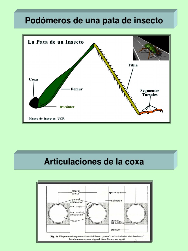 Patas de Los Insectos | PDF
