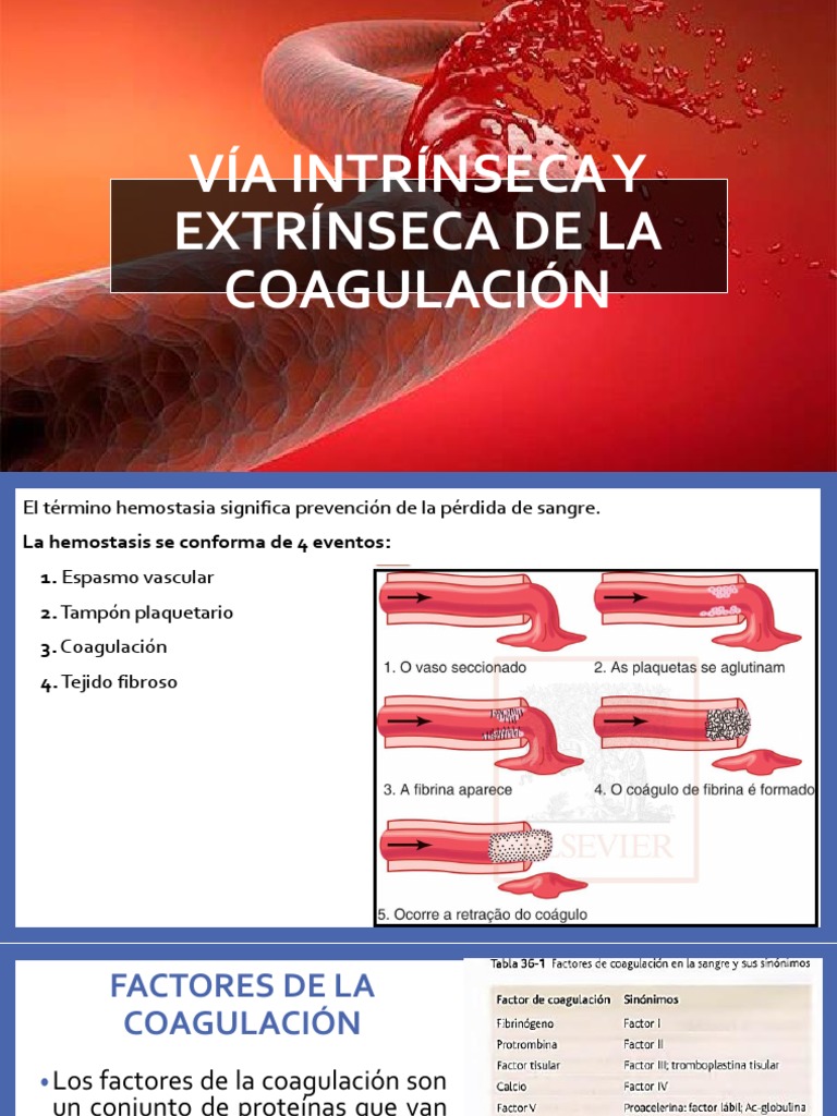 Vía Intrínseca y Extrínseca de La Coagulación | PDF | Coagulación ...