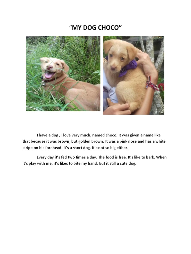 My Dog Choco | PDF
