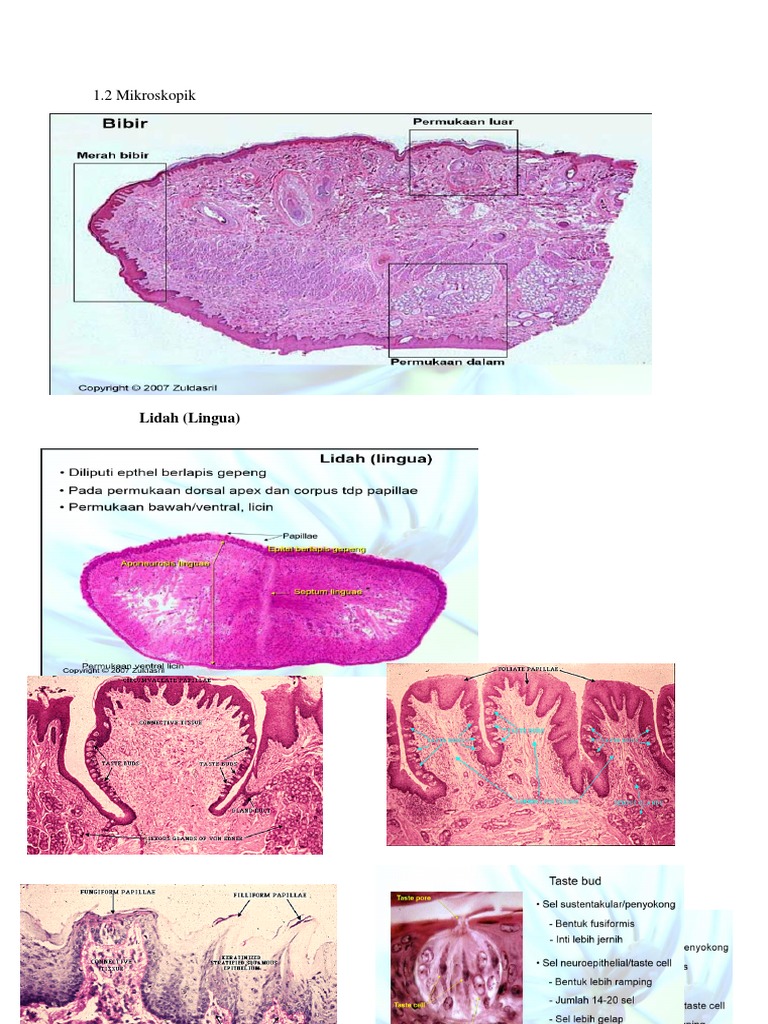 1.2 Mikroskopik: Lidah (Lingua) | PDF