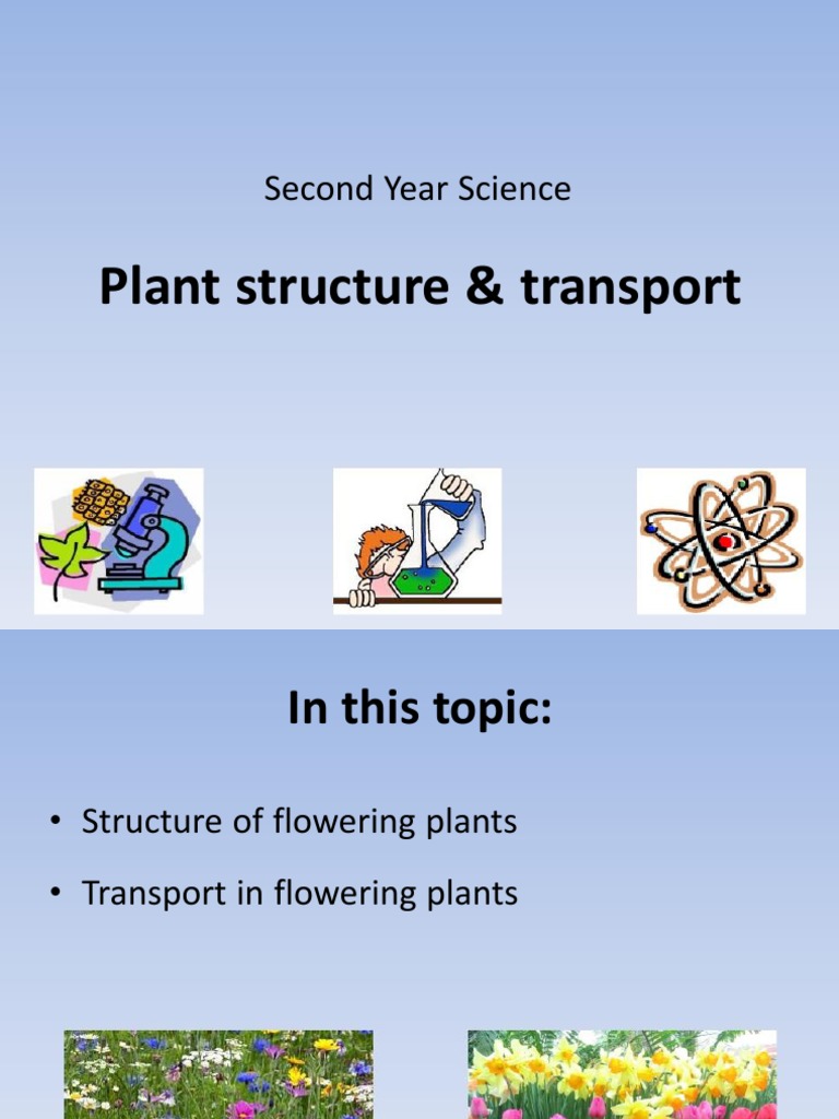 Plant Structure & Transport: Second Year Science | PDF | Home & Garden