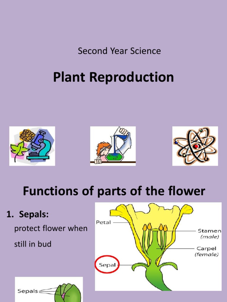 Plant Reproduction: Second Year Science | PDF | Flowers | Seed