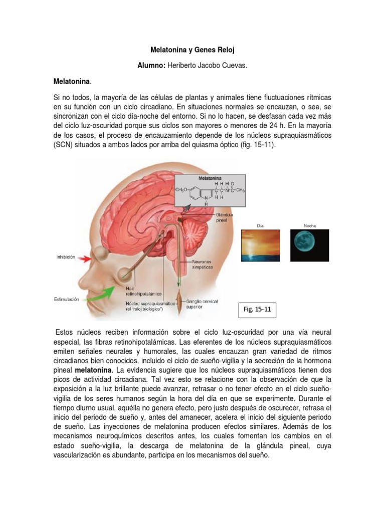 Tarea 1.1 Melatonina y Genes Reloj | PDF | Ritmo circadiano | Receptor ...
