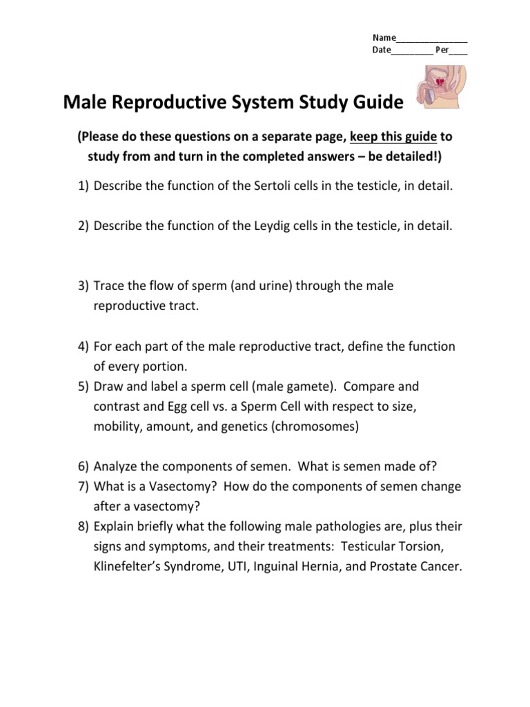 Male Reproductive System Study Guide | PDF | Social Science | Wellness