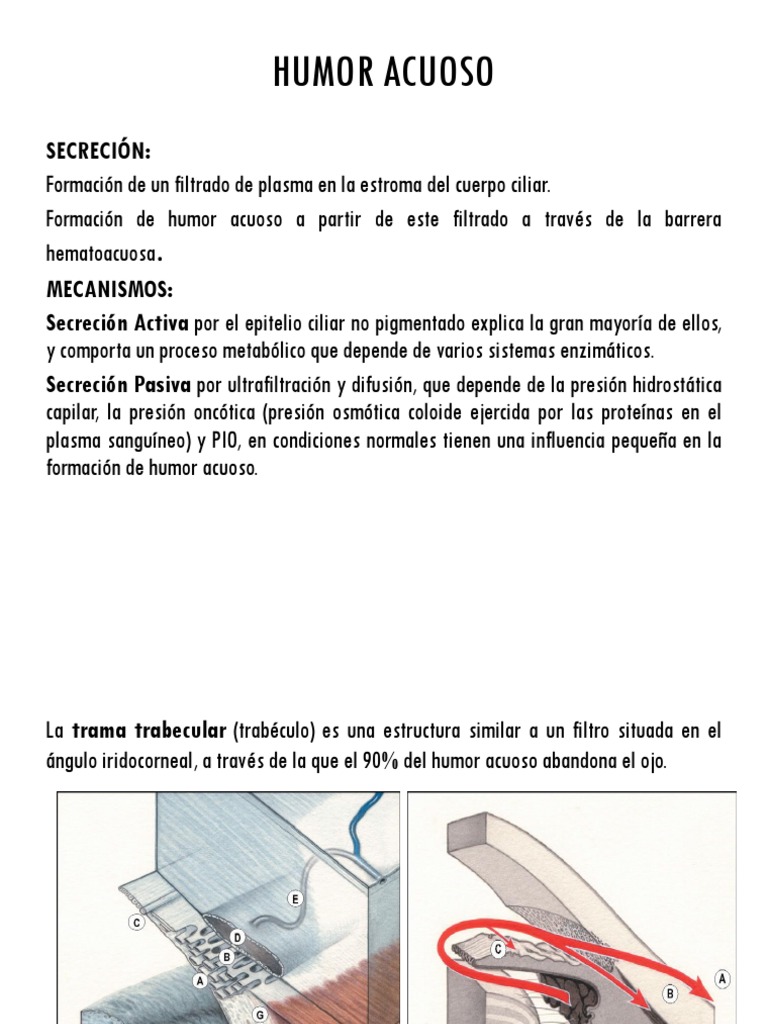 Humor Acuoso | PDF | Glaucoma | Medicina CLINICA