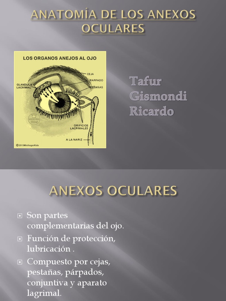 Anexos Oculares | PDF | Cara | Órgano (anatomía)
