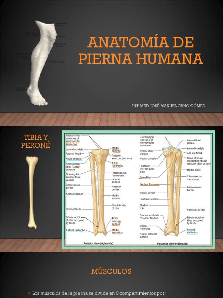Anatomía Pierna | PDF | Anatomía humana | Tejido suave