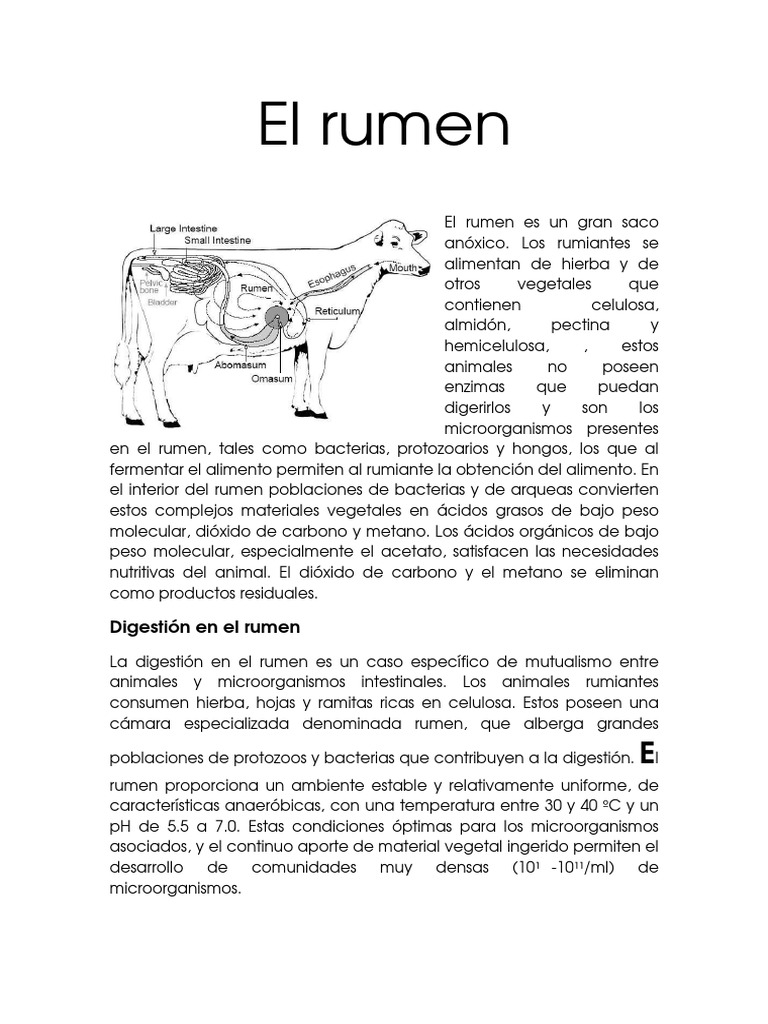 Microorganismos del Rumen | PDF | Rumiante | Digestión