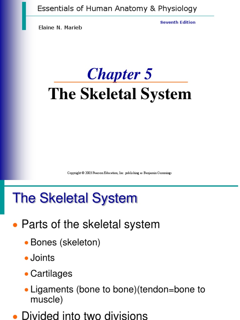 The Skeletal System: Elaine N. Marieb | PDF | Skull | Arthritis