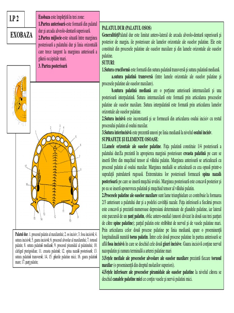 Palatul Dur PDF | PDF