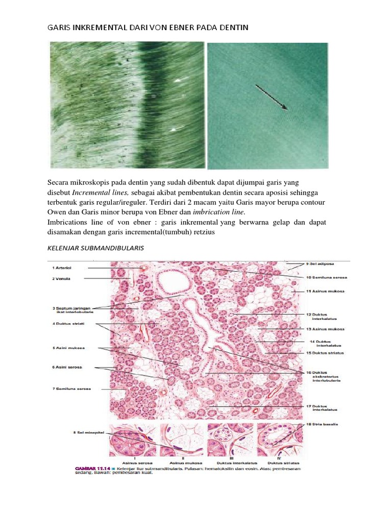 Garis Inkremental Dari Von Ebner Pada Dentin | PDF