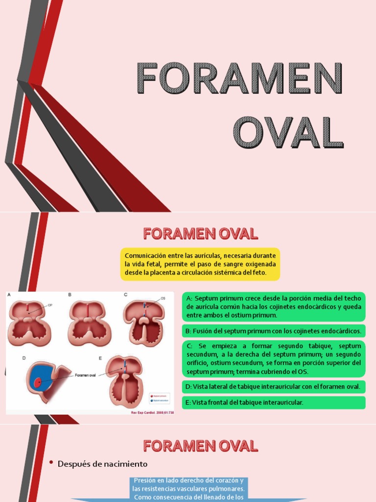 Foramen Oval | PDF | Feto | Tórax (anatomía humana)