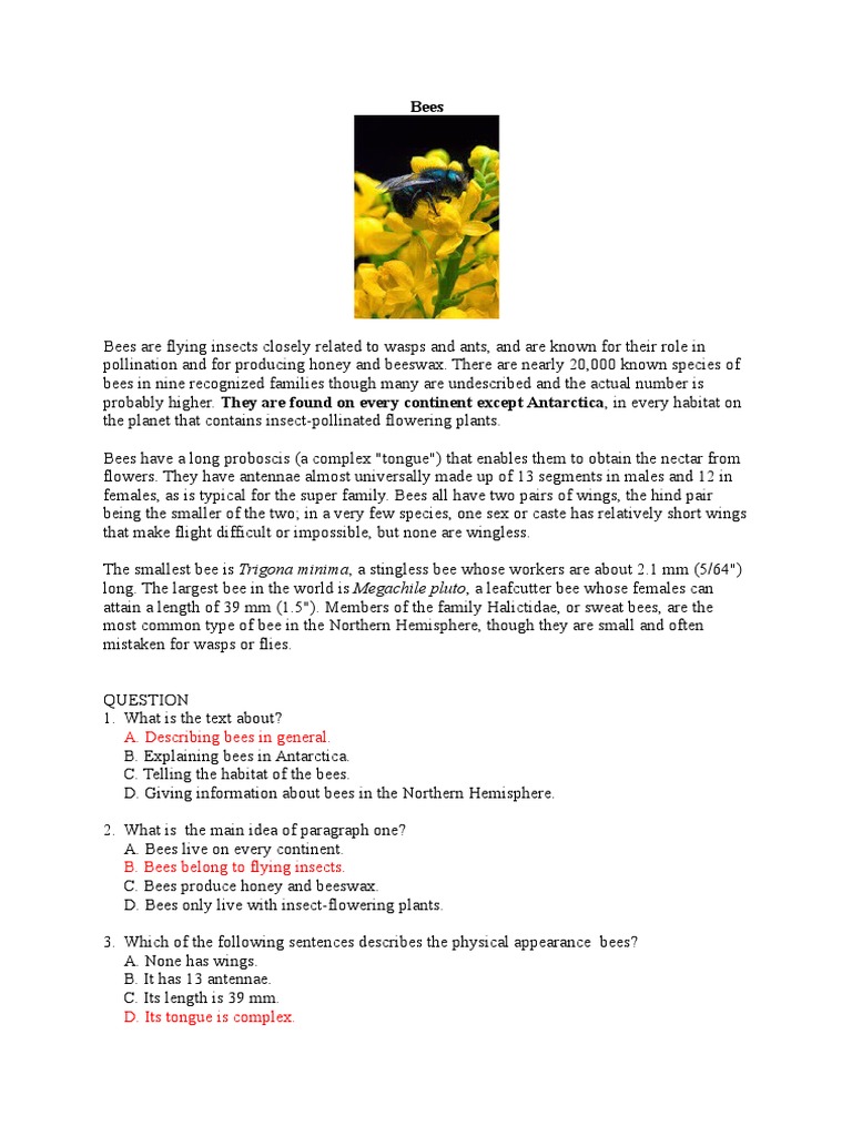 Report Text Bees | PDF | Bees | Insects