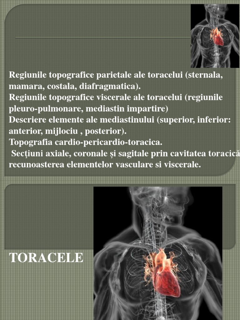 F M2 Sem II Curs 6-7 Torace | PDF