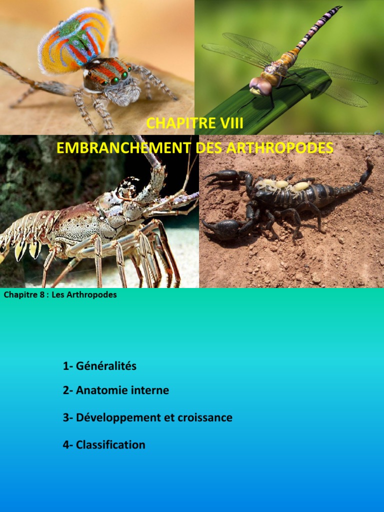 Chapitre Viii - Les Arthropodes | PDF | Insectes | Squelette