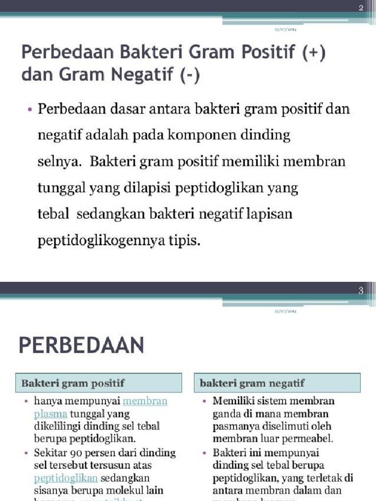 Perbedaan Bakteri Gram Positif Dan Negatif | PDF