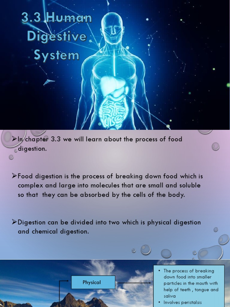 Science Form 2 (3.3 Human Digestive System) | PDF | Digestion | Human ...