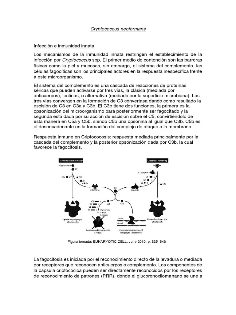 Cryptococcus Neoformans | PDF