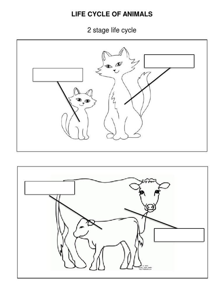 A Brief Overview of the Two-Stage Life Cycles Common Among Many Animal ...