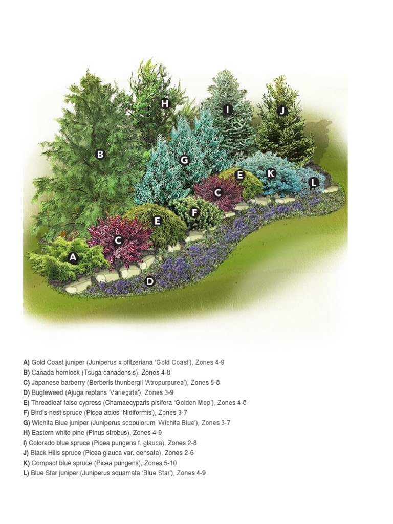 Evergreen Tree Screen | PDF