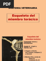 Anatomía del Húmero, Radio y Cúbito | PDF | Codo | Términos anatómicos ...
