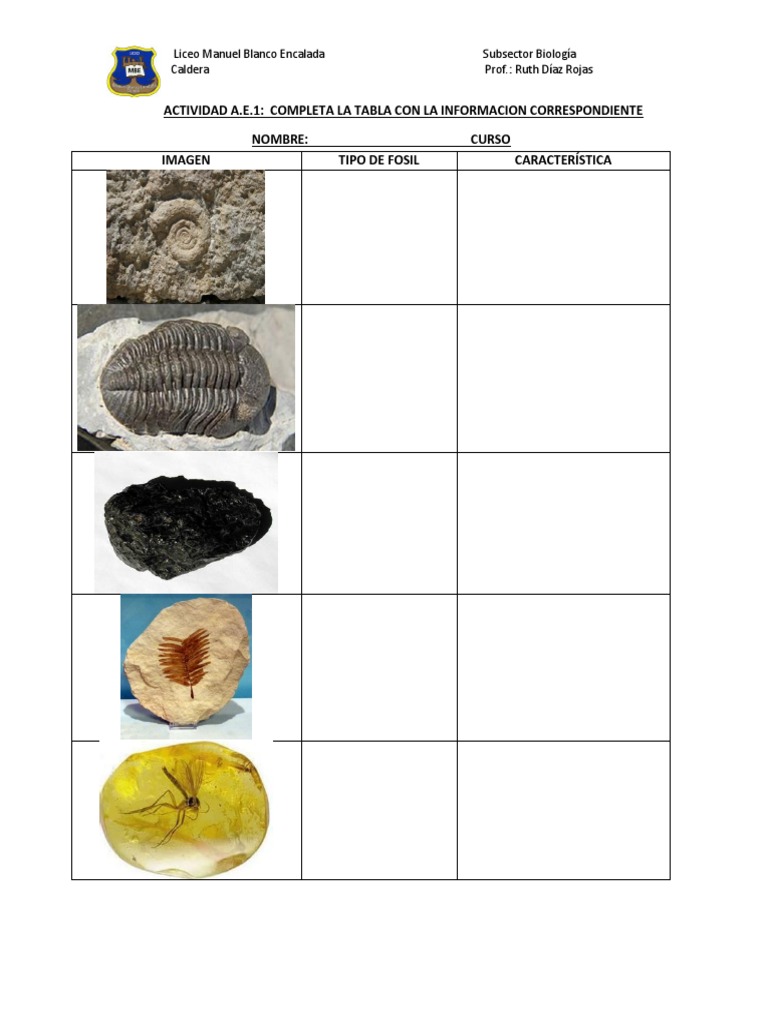 Actividad sobre Tipos de Fósiles en Biología | PDF | Ciencias sociales ...