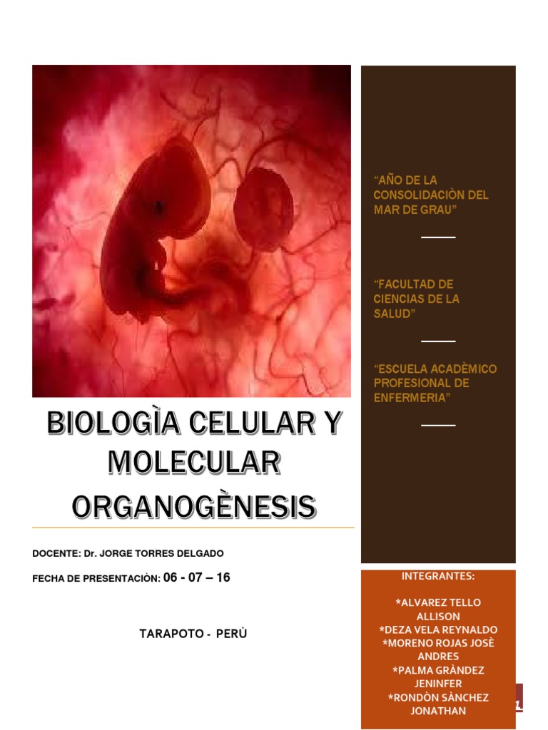 ORGANOGÈNESIS | Reproducción | Anatomia animal