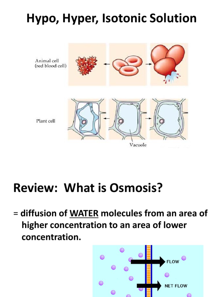 Hyper, Hypo and Iso Notes Biology | PDF