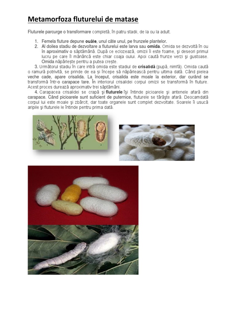 Metamorfoza Fluturelui de Matase: Ouăle, Unul Câte Unul, Pe Frunzele ...