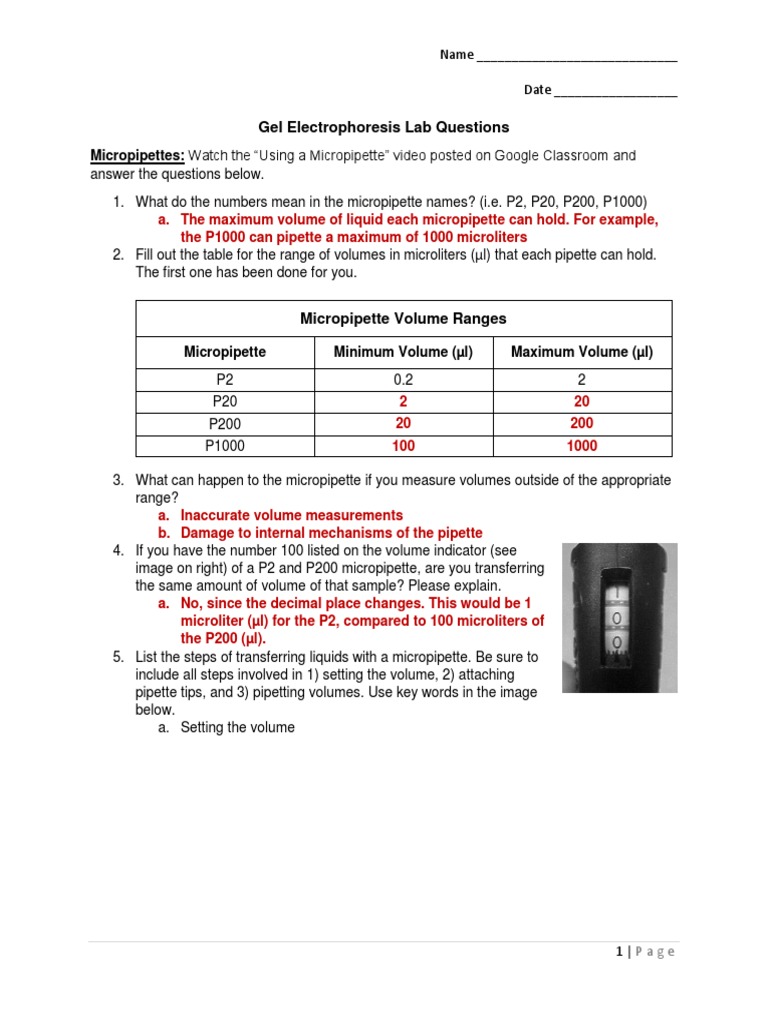 Gel Electrophoresis Lab Questions | PDF | Agarose Gel Electrophoresis ...