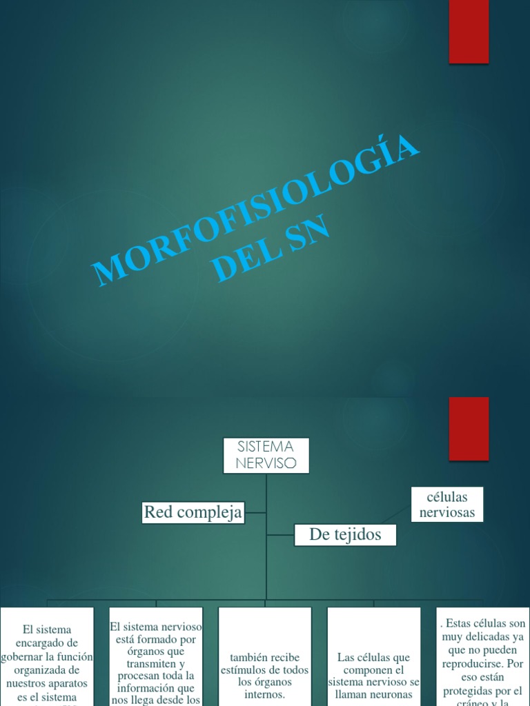 Morfofisiología Del SN | PDF | Sistema nervioso central | Médula espinal