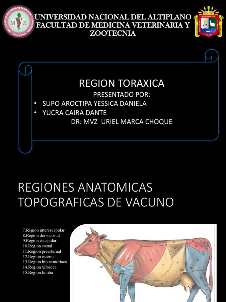 Anatomia Topografica | PDF