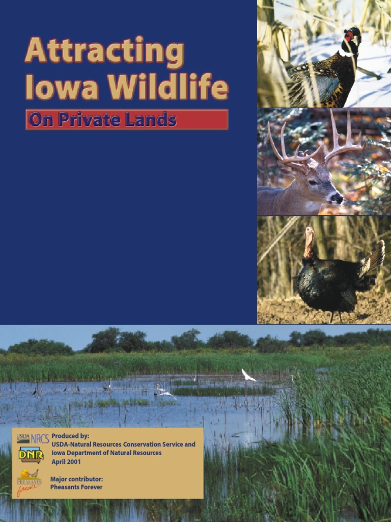 Attracting Iowa Wildlife on Private Lands | Duck | Habitat