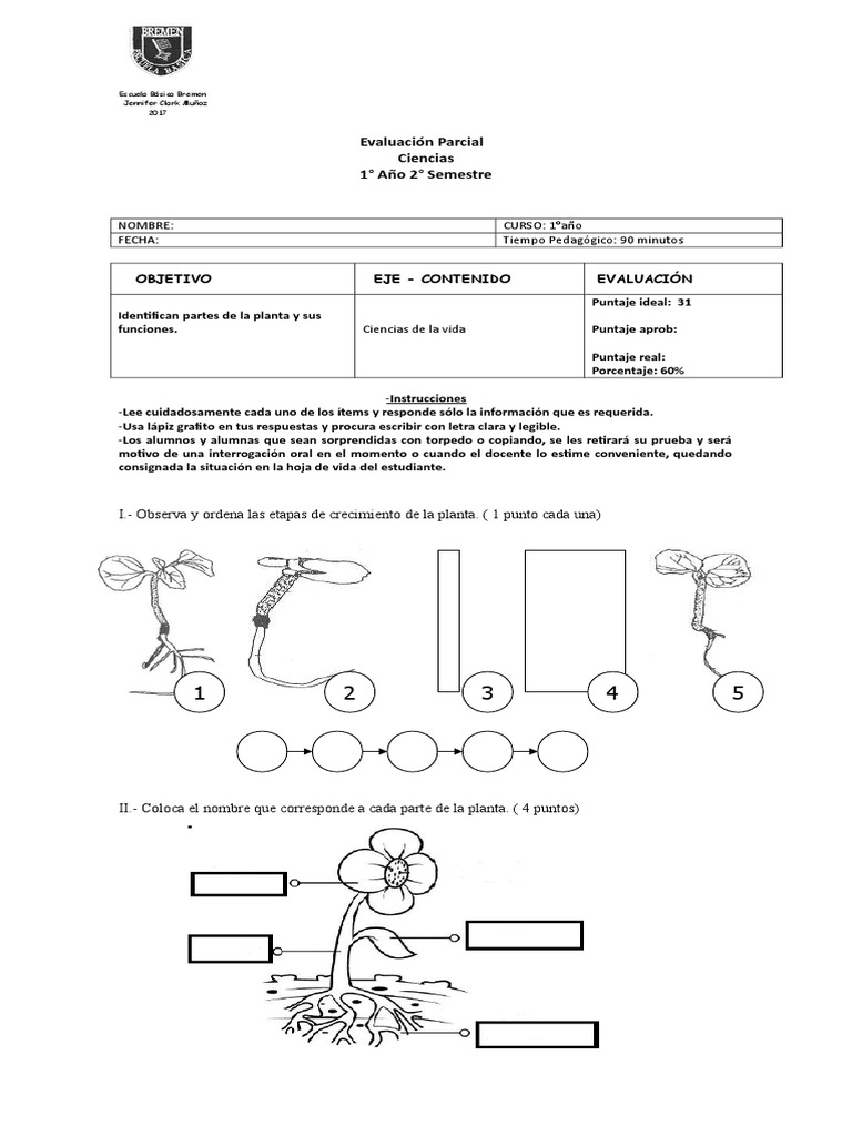 Examen de Partes de la Planta 1° Básico | PDF | Plantas | Science