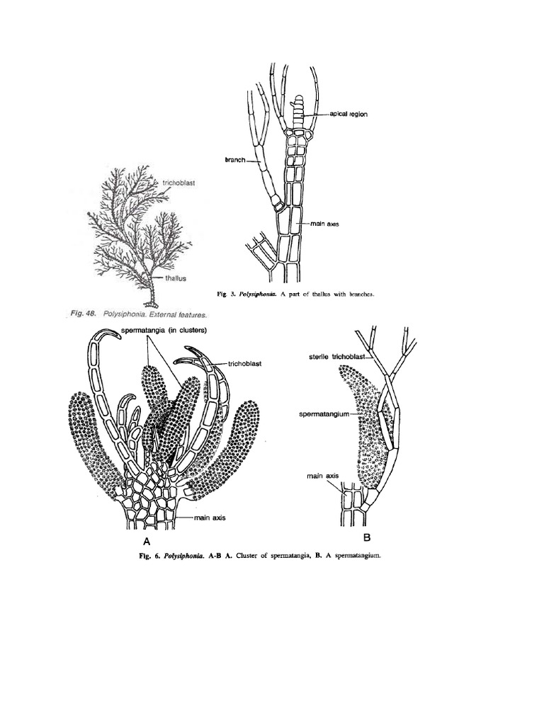 Algae Diagrams | PDF