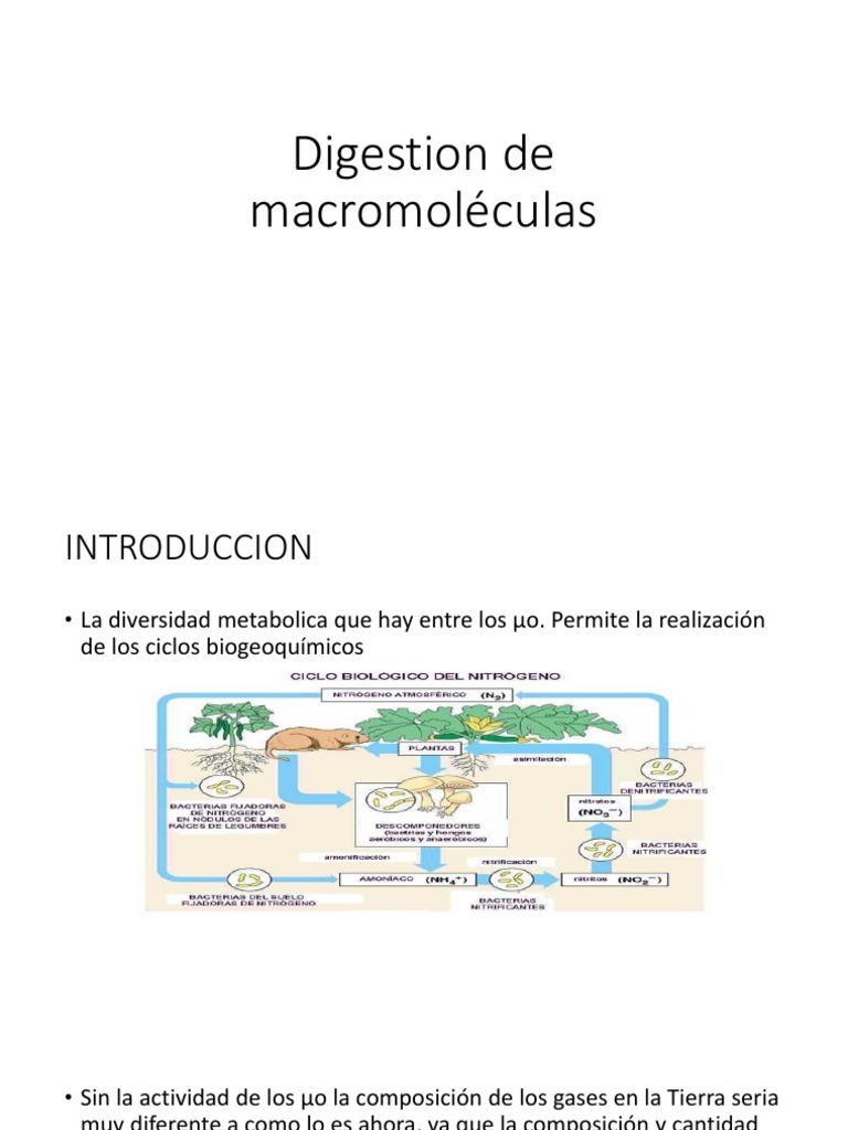 Digestion des macromolécules microbiennes | PDF | Biologie | Chimie