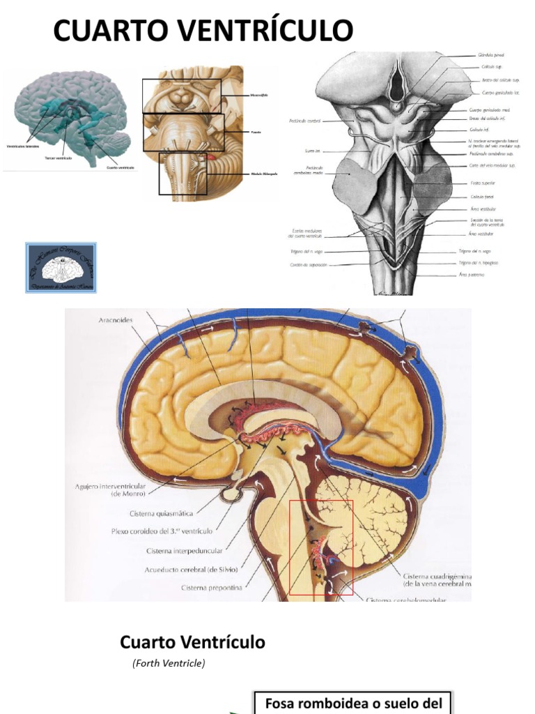 Cuarto Ventriculo | Descargar gratis PDF | Anatomía de los primates ...