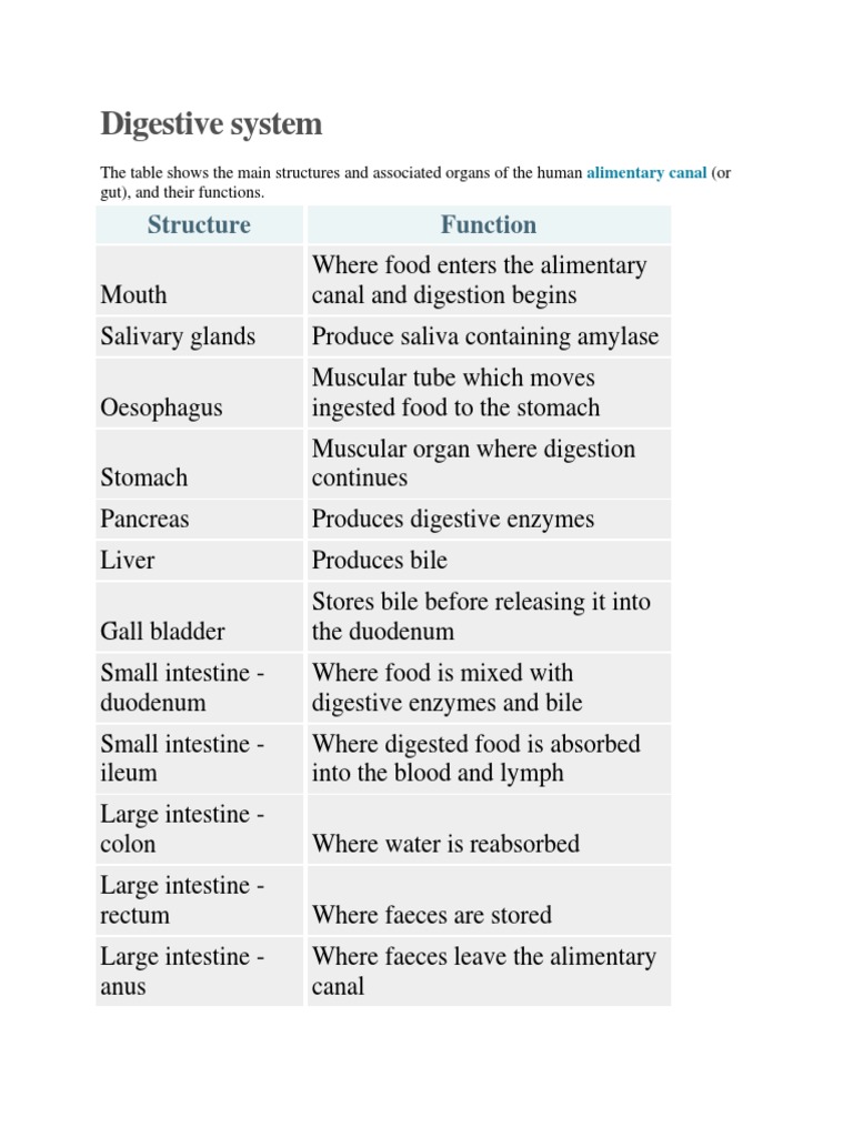 Digestive System: Structure Function | Download Free PDF | Digestion ...