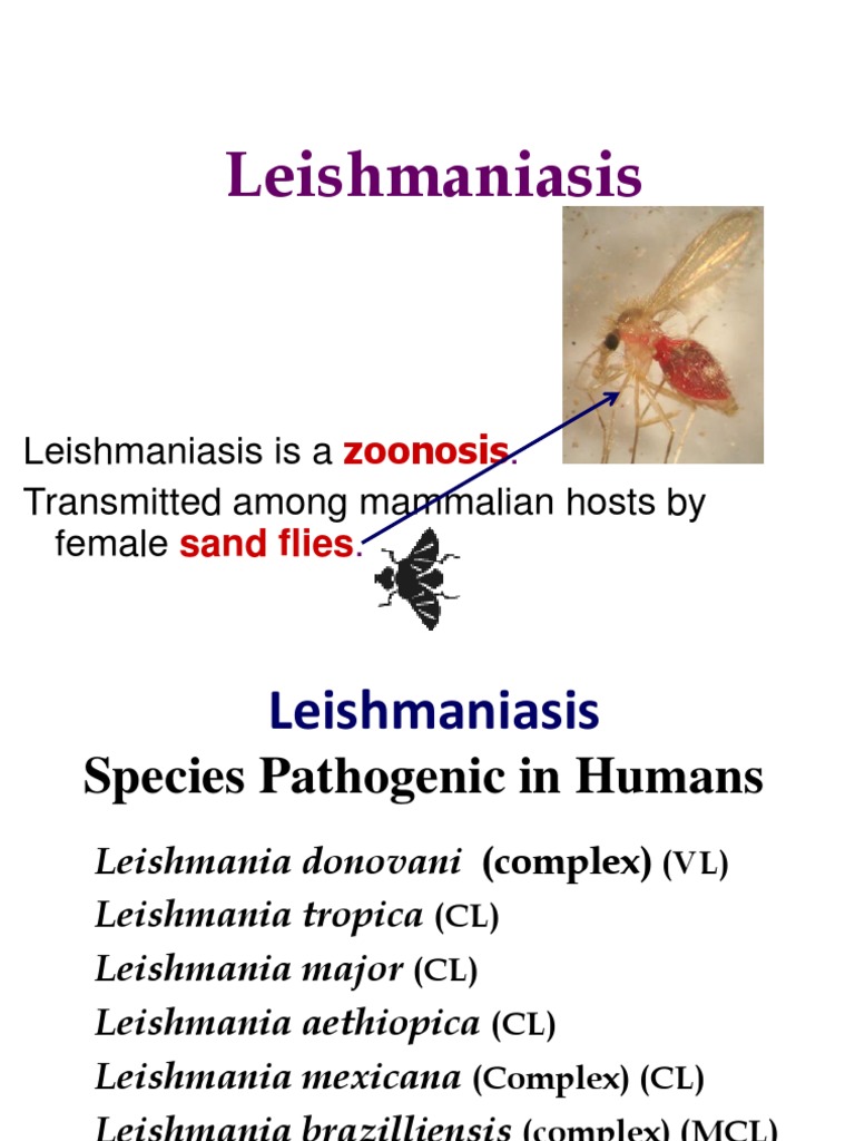 Leishmaniasis: Zoonotic Disease Spread by Sand Flies | PDF | Leishmania ...