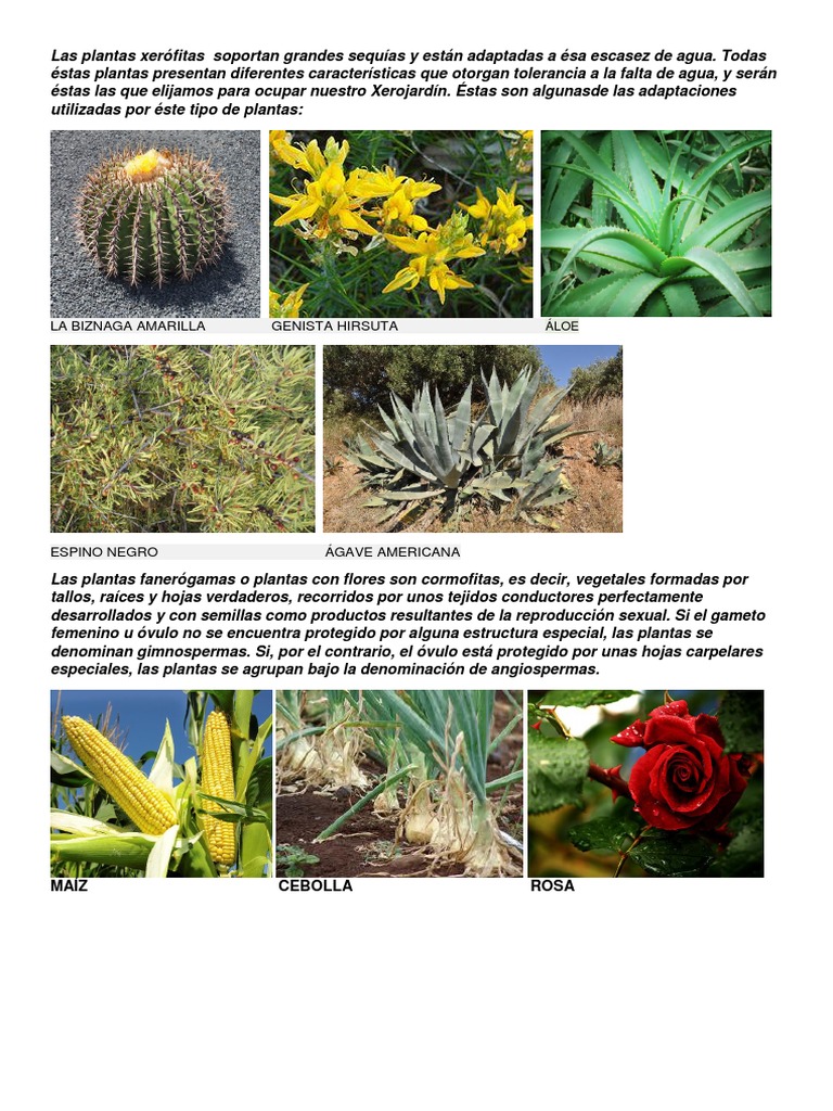 Las Plantas Xerófitas Soportan Grandes Sequías y Están Adaptadas a Ésa ...