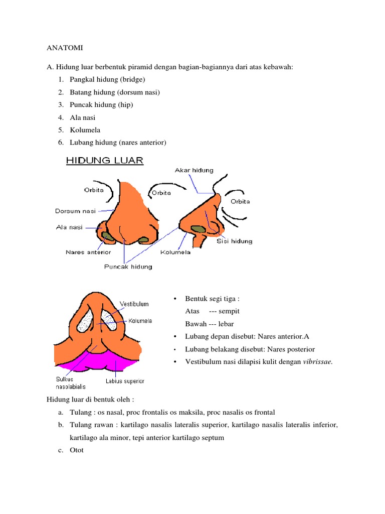 ANATOMI Hidung | PDF