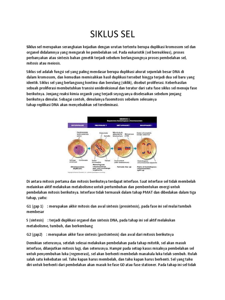 Siklus Sel | PDF