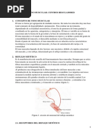 Función del tracto rubroespinal | PDF | Cerebro | Neuroanatomía