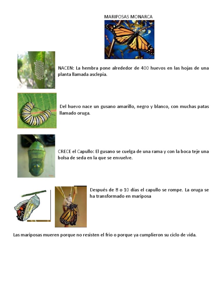 Mariposa Monarca | PDF