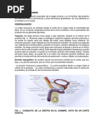 Anatomía y porciones de la uretra masculina | PDF
