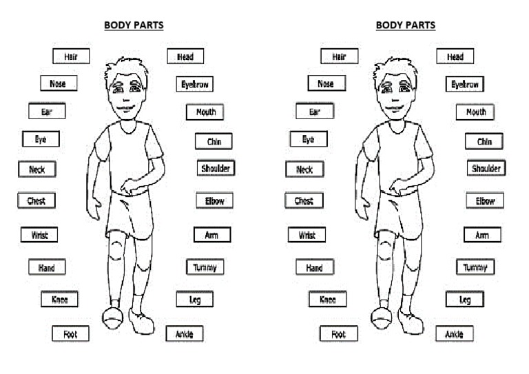 Body Parts EXAM | PDF