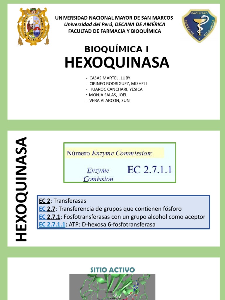 Función y Estructura de la Hexoquinasa | PDF | Mitocondria | Fosforilación