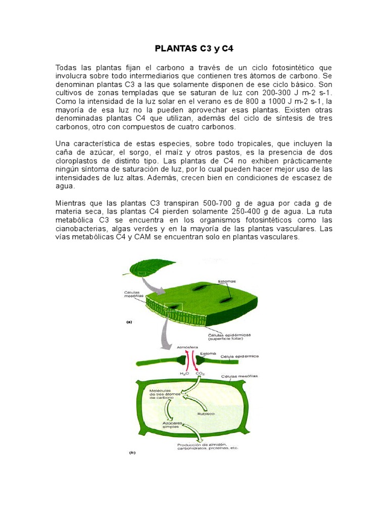 PLANTAS DE C3 y C4 | PDF | Fotosíntesis | Ramas de la botánica